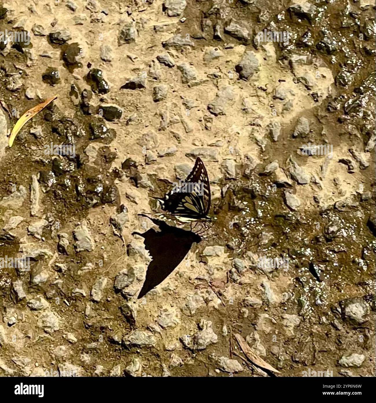 Chinese Yellow Swallowtail (Papilio xuthus Stock Photo - Alamy