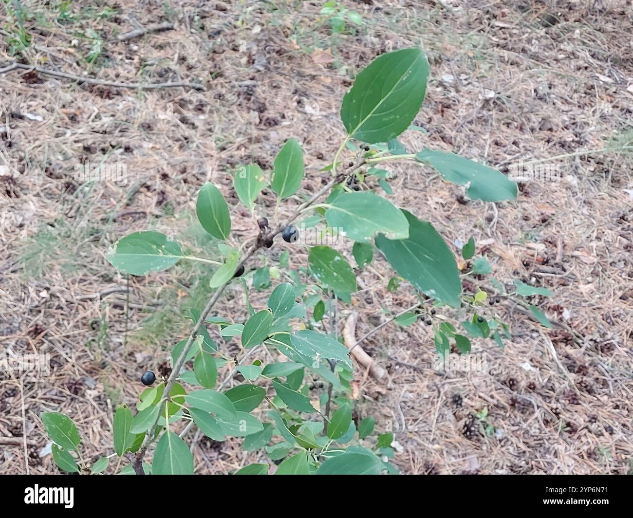 common buckthorn (Rhamnus cathartica Stock Photo - Alamy