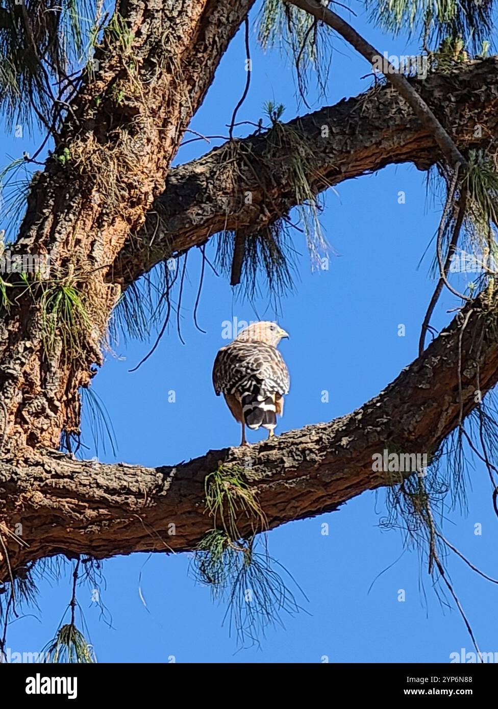 California Red-shouldered Hawk (Buteo lineatus elegans Stock Photo - Alamy