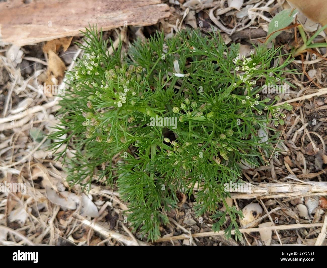 Marsh parsley (Cyclospermum leptophyllum Stock Photo - Alamy