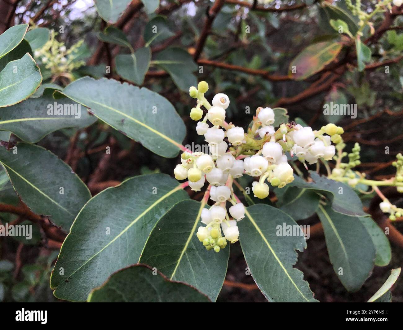 Pacific madrone (Arbutus menziesii Stock Photo - Alamy