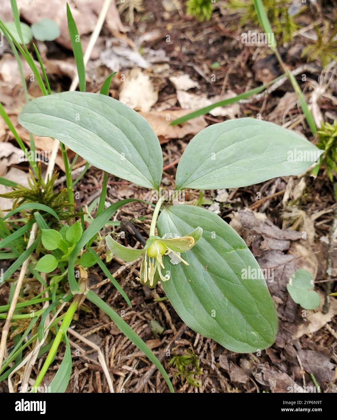 snow trillium (Trillium nivale Stock Photo - Alamy