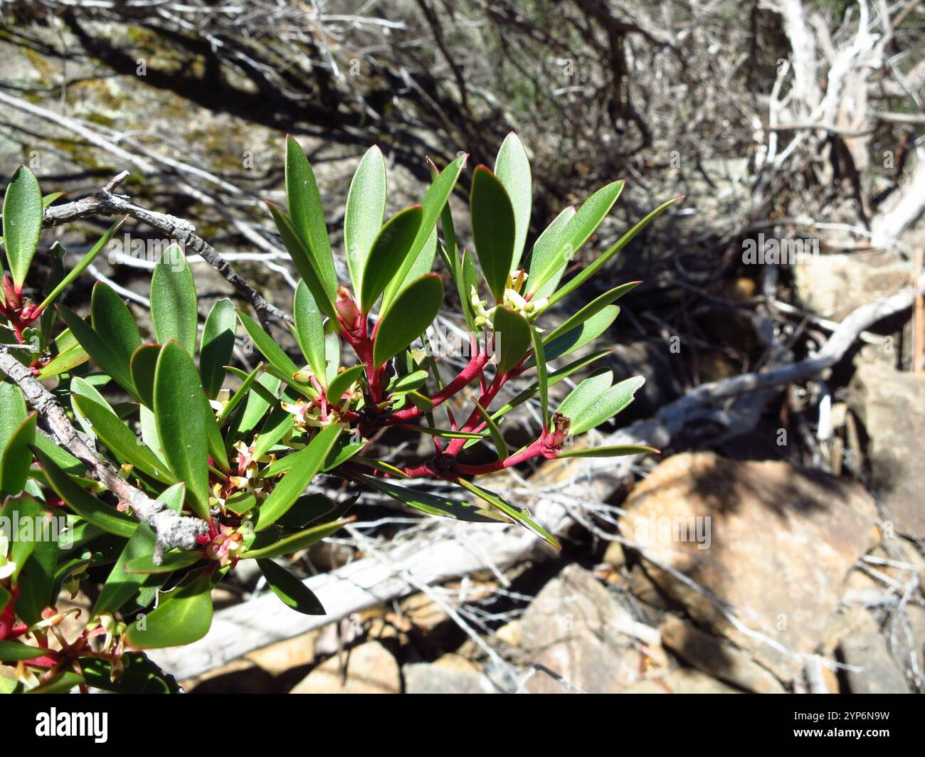 Mountain Pepper (Tasmannia lanceolata Stock Photo - Alamy