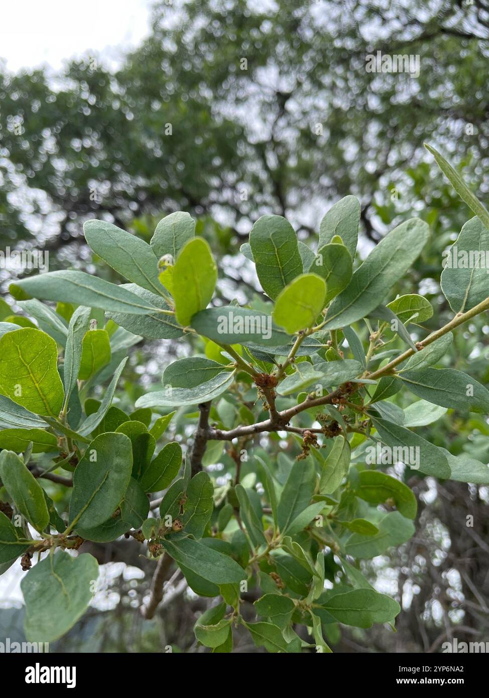 blue oak (Quercus douglasii Stock Photo - Alamy