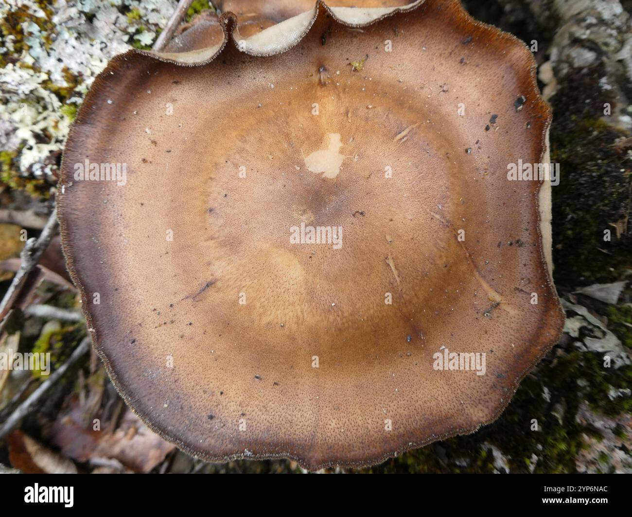 Winter polypore (Lentinus brumalis Stock Photo - Alamy