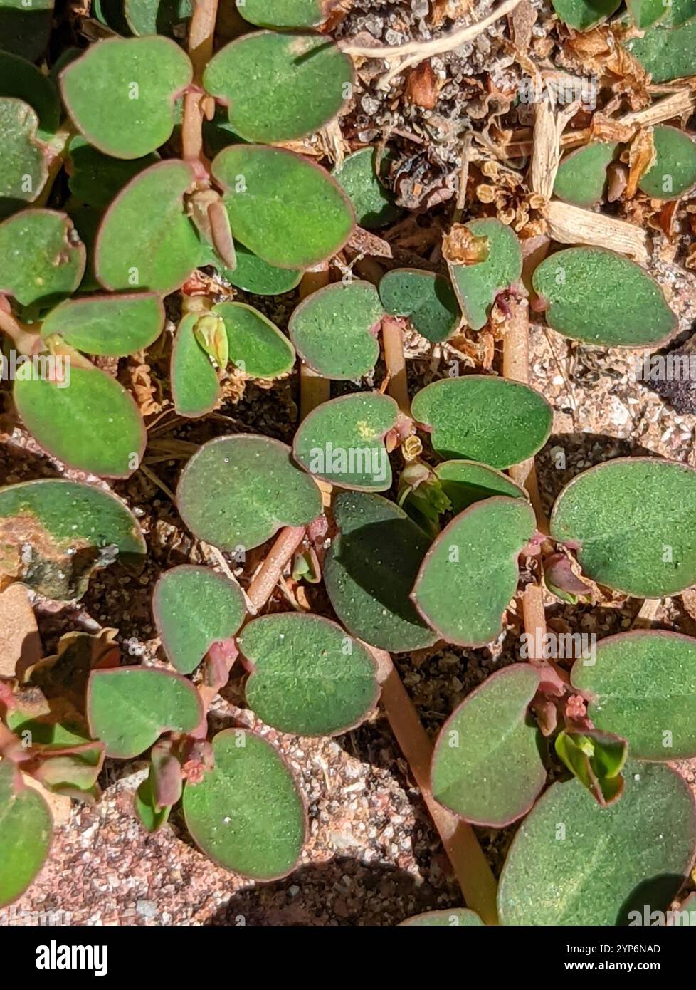 limestone sandmat (Euphorbia blodgettii Stock Photo - Alamy
