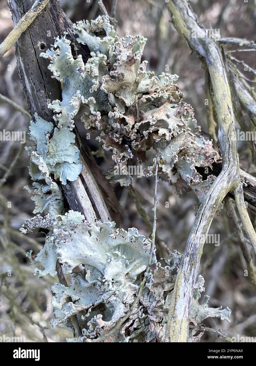 Ruffle Lichens (Parmotrema Stock Photo - Alamy