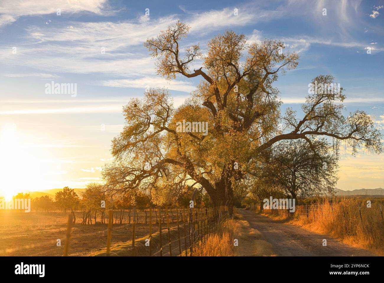 aspen tree or Populus alba, landscape at dusk in the plots in ejido ...