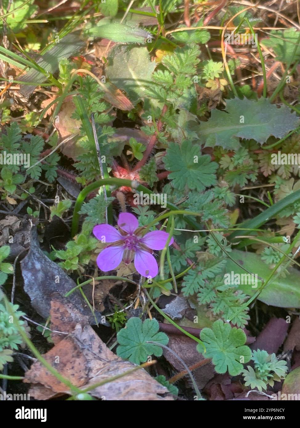 Redstem Stork's-bill (Erodium cicutarium Stock Photo - Alamy