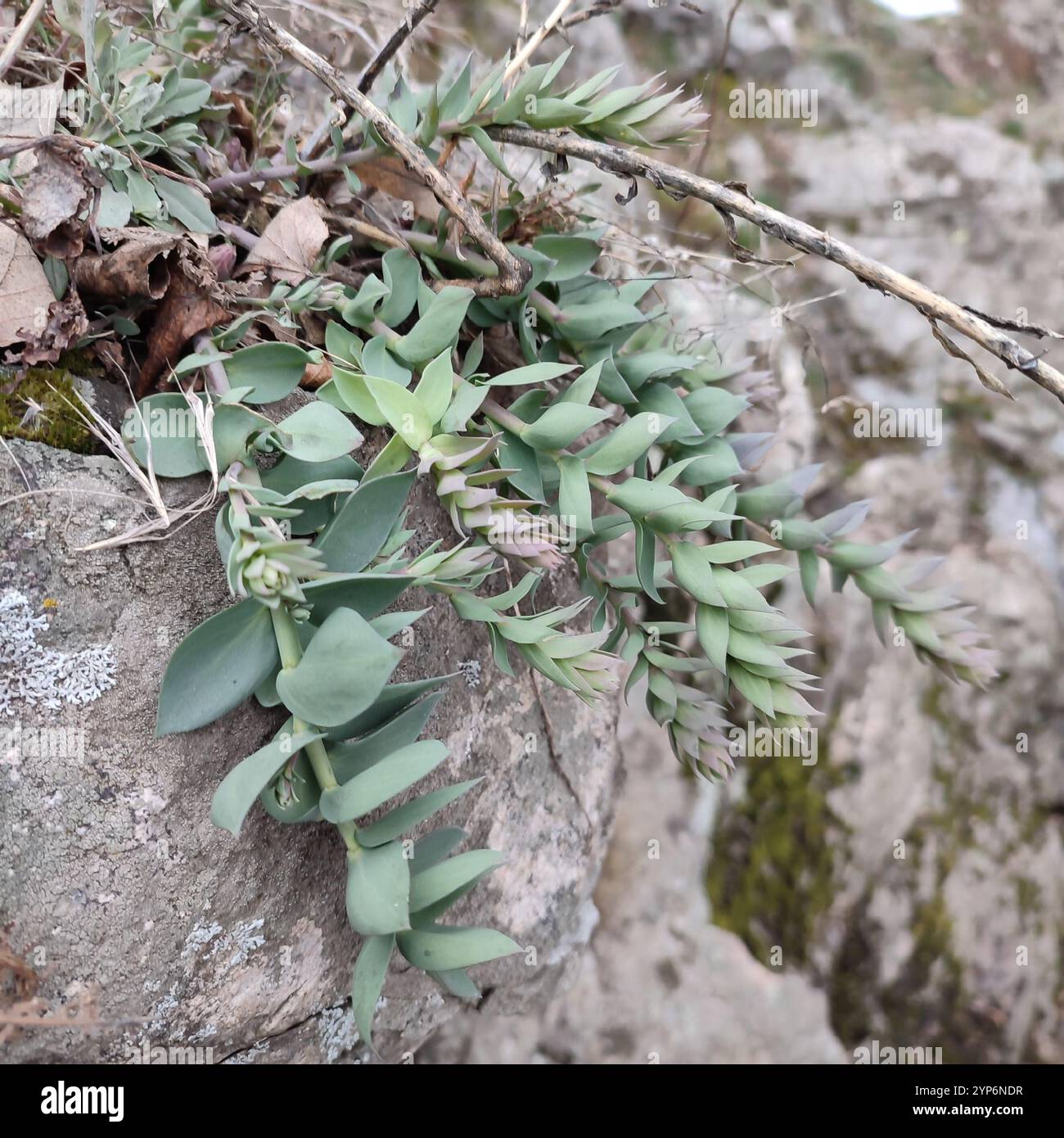 Broomleaf Toadflax (Linaria genistifolia Stock Photo - Alamy