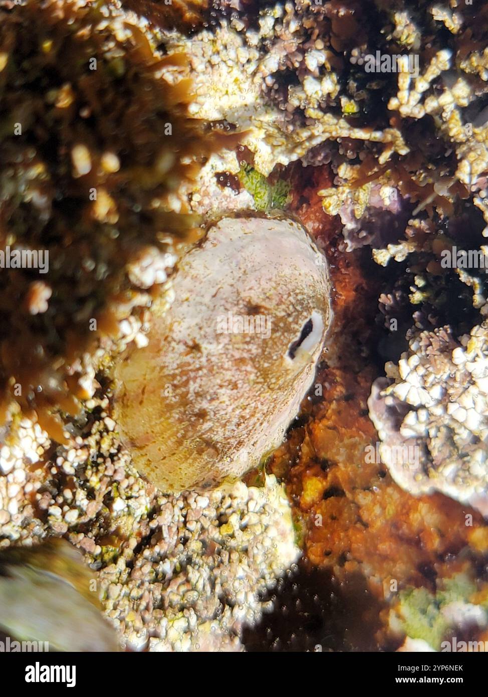 Keyhole limpets hi-res stock photography and images - Alamy