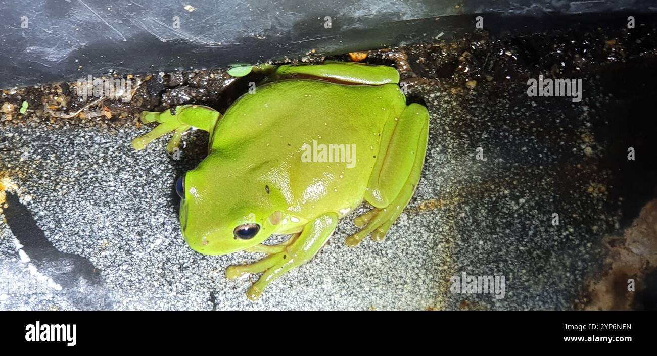 Australian Green Tree Frog (Ranoidea caerulea Stock Photo - Alamy