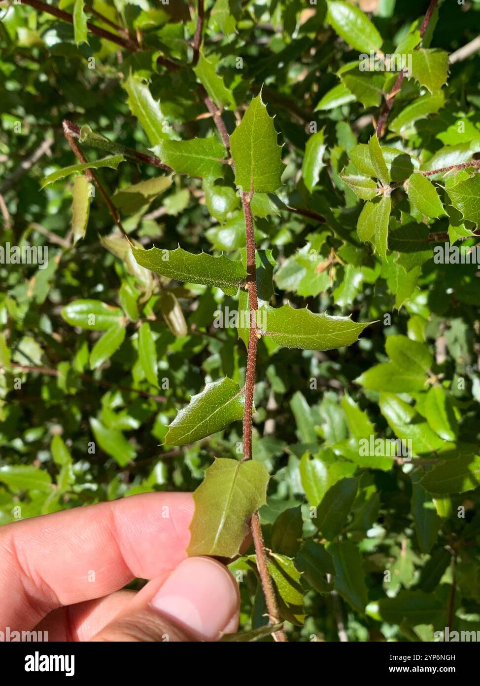 interior live oak (Quercus wislizeni Stock Photo - Alamy
