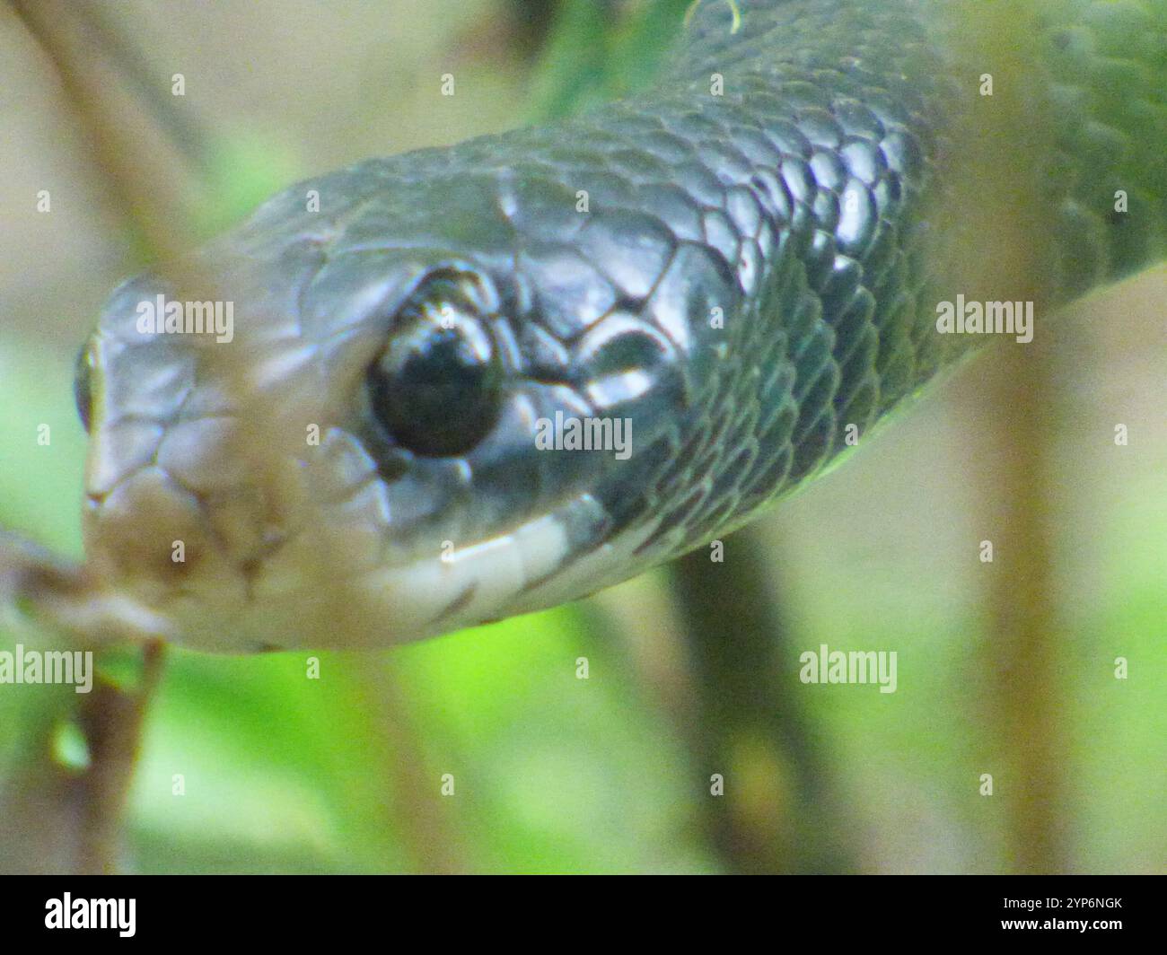 North American Racer (Coluber constrictor Stock Photo - Alamy