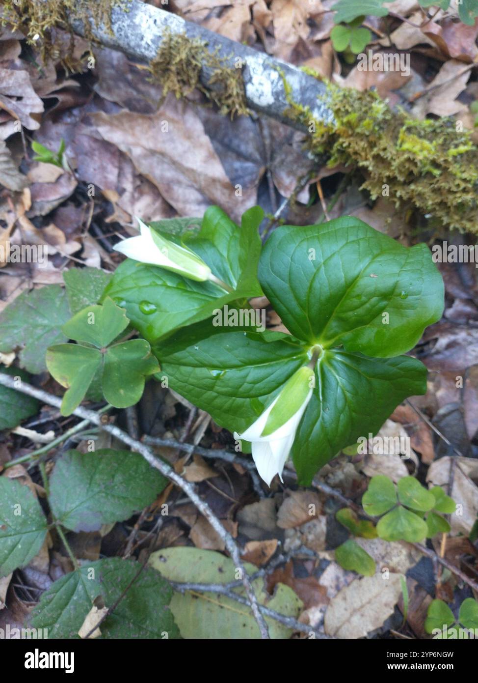 Pacific trillium (Trillium ovatum Stock Photo - Alamy