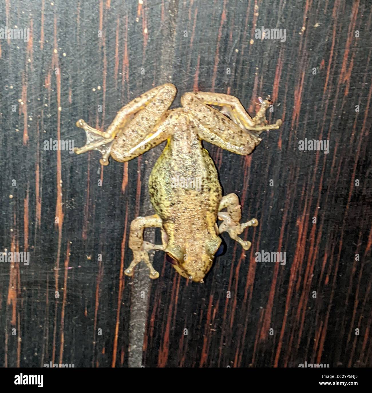 Red Snouted Tree Frog (Scinax ruber Stock Photo - Alamy