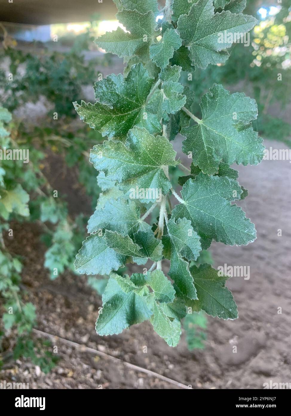 southern coastal bushmallow (Malacothamnus fasciculatus Stock Photo - Alamy
