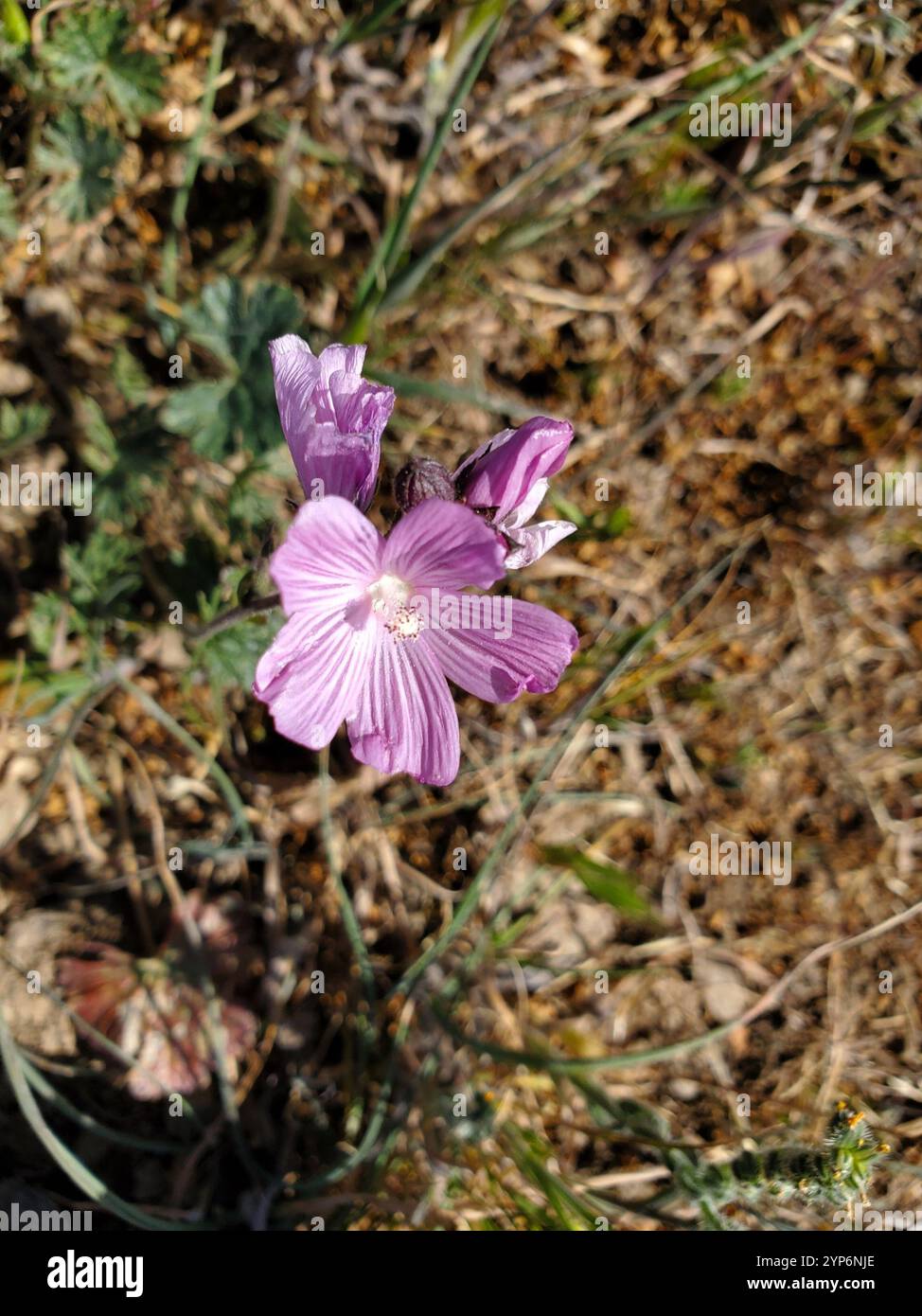 checkerbloom (Sidalcea malviflora Stock Photo - Alamy