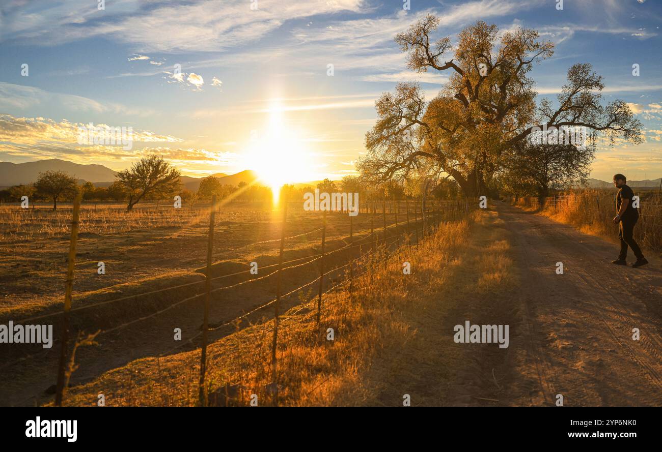 aspen tree or Populus alba, landscape at dusk in the plots in ejido ...