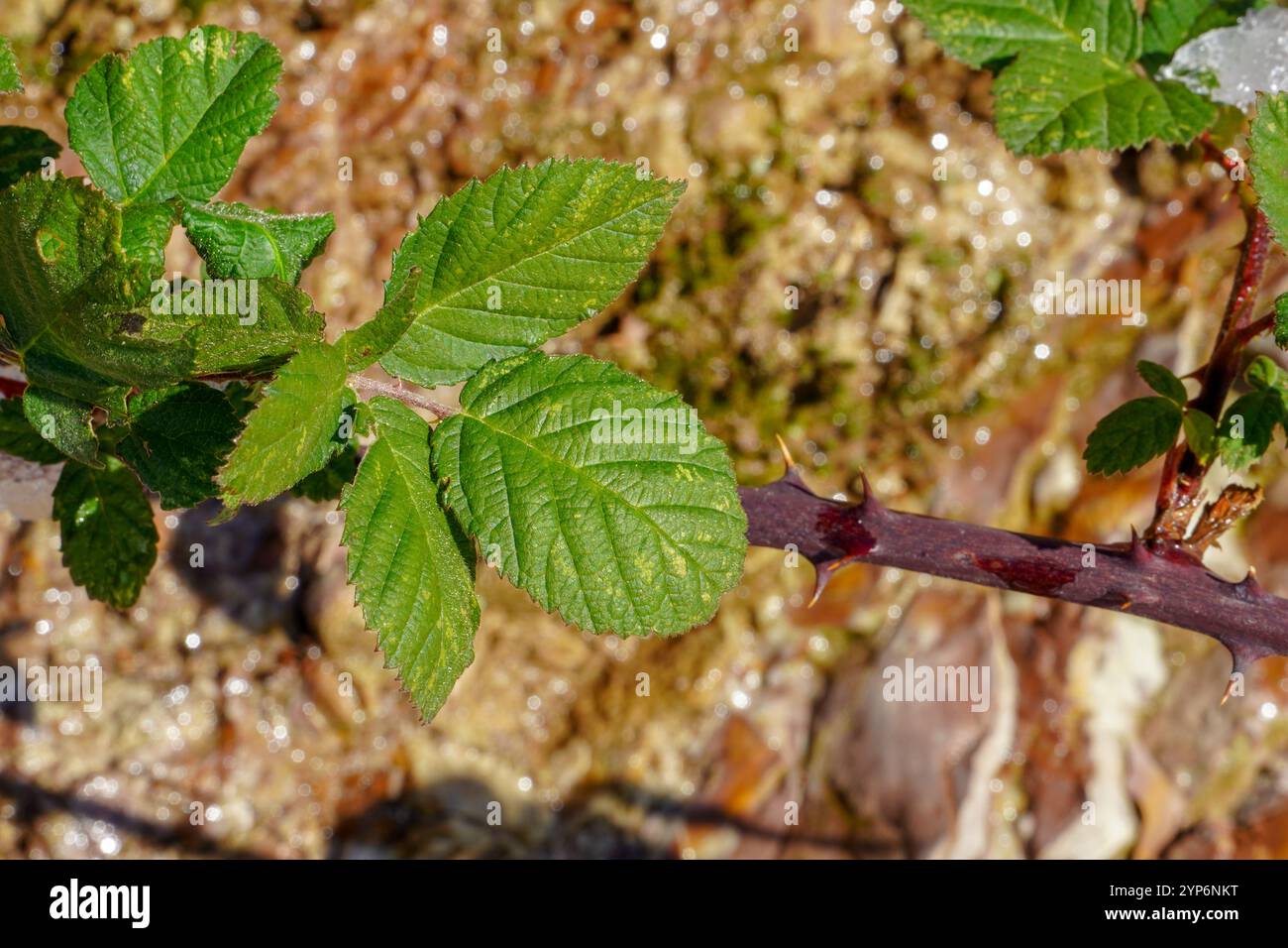 Spiny branches of a shrub with new leaves opening Stock Photo - Alamy
