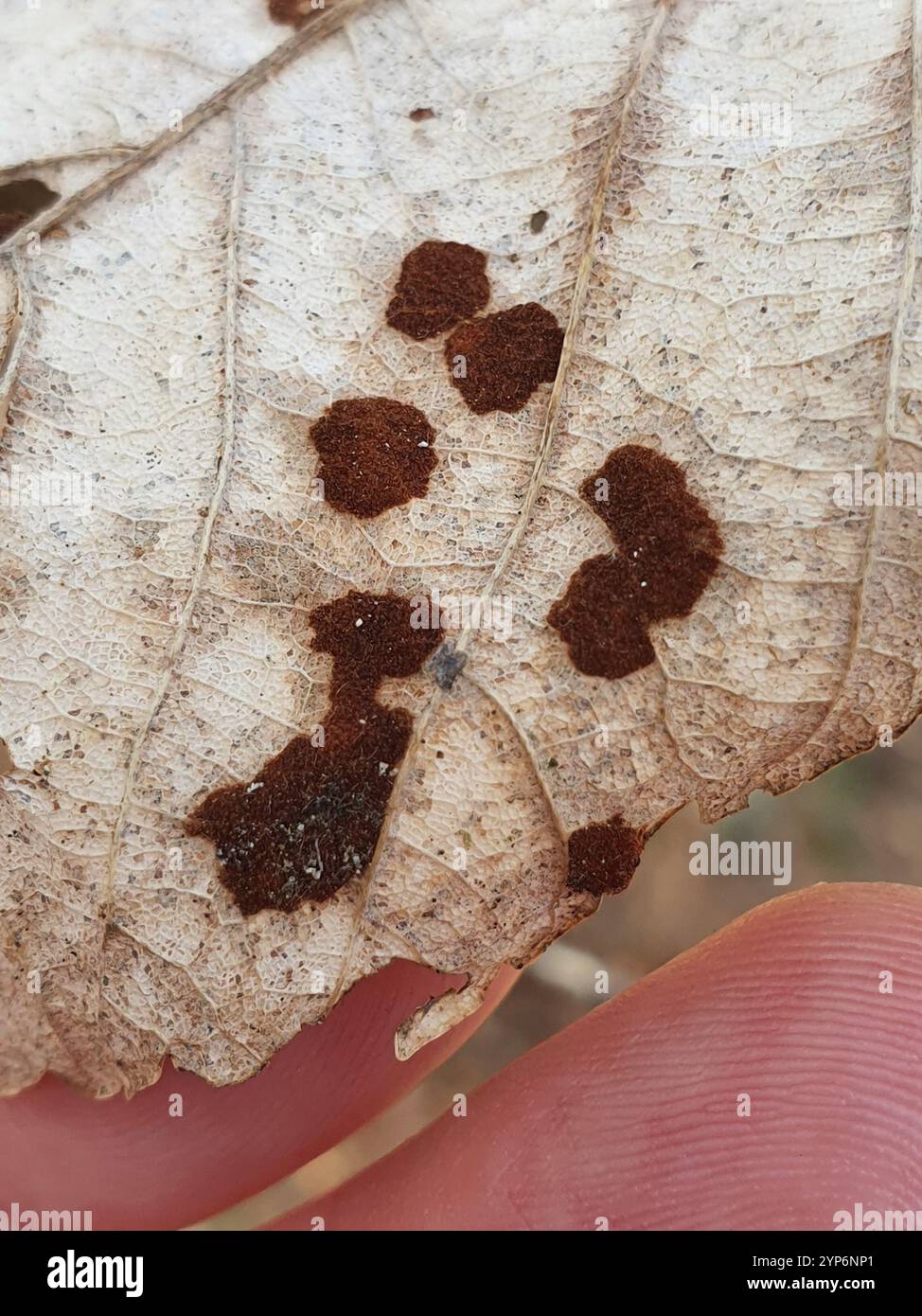 Sycamore Felt Gall Mite (Aceria pseudoplatani Stock Photo - Alamy