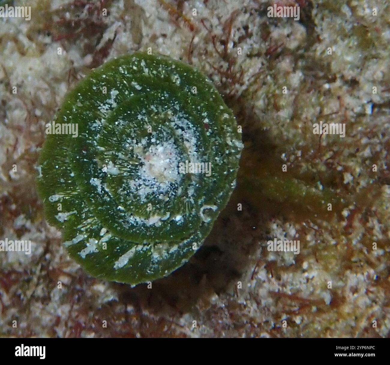 green algae (Chlorophyta Stock Photo - Alamy