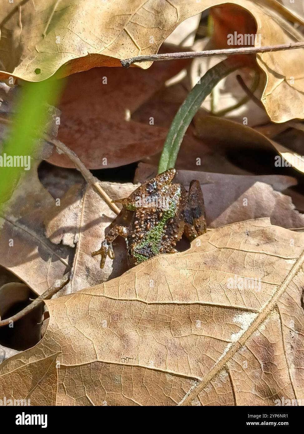 Northern Cricket Frog (Acris crepitans Stock Photo - Alamy