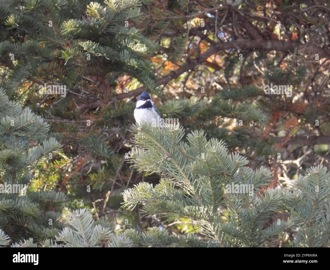 Coal Tit (Periparus ater Stock Photo - Alamy