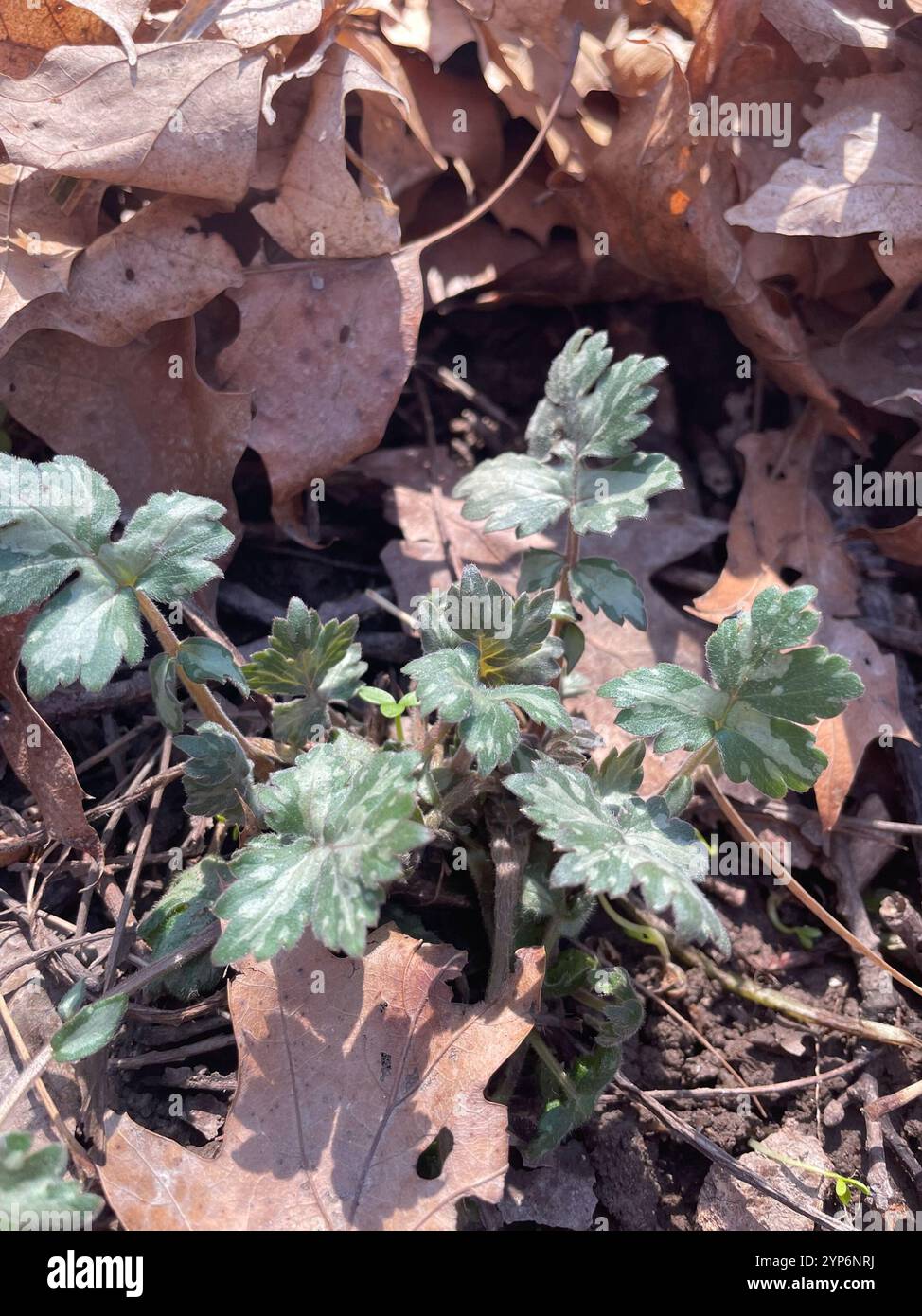 great waterleaf (Hydrophyllum appendiculatum Stock Photo - Alamy