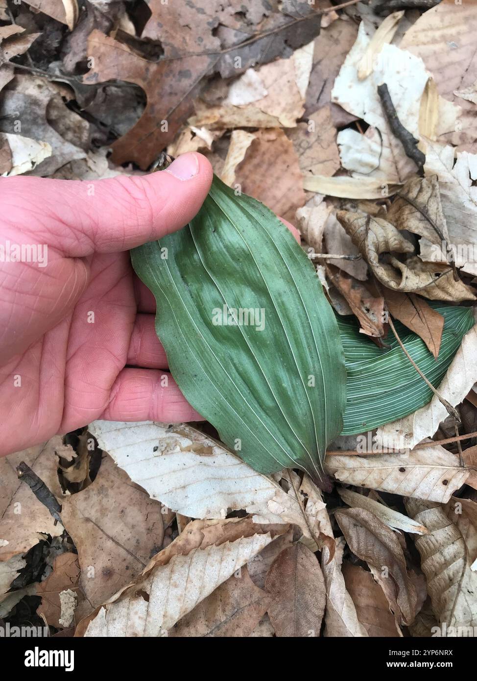 putty root (Aplectrum hyemale Stock Photo - Alamy