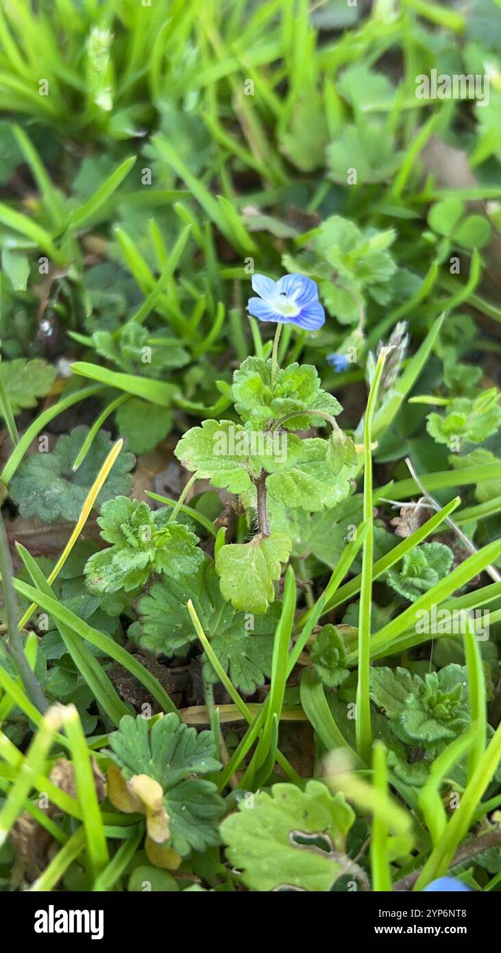 bird's-eye speedwell (Veronica persica Stock Photo - Alamy