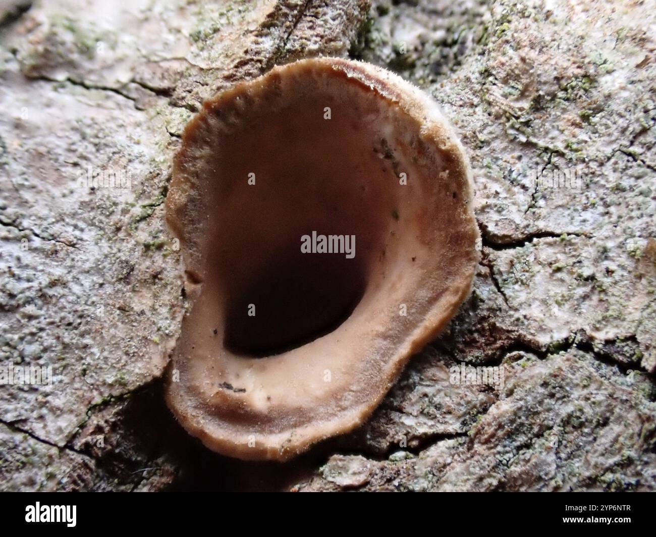 Basidiomycete Fungi (Basidiomycota Stock Photo - Alamy