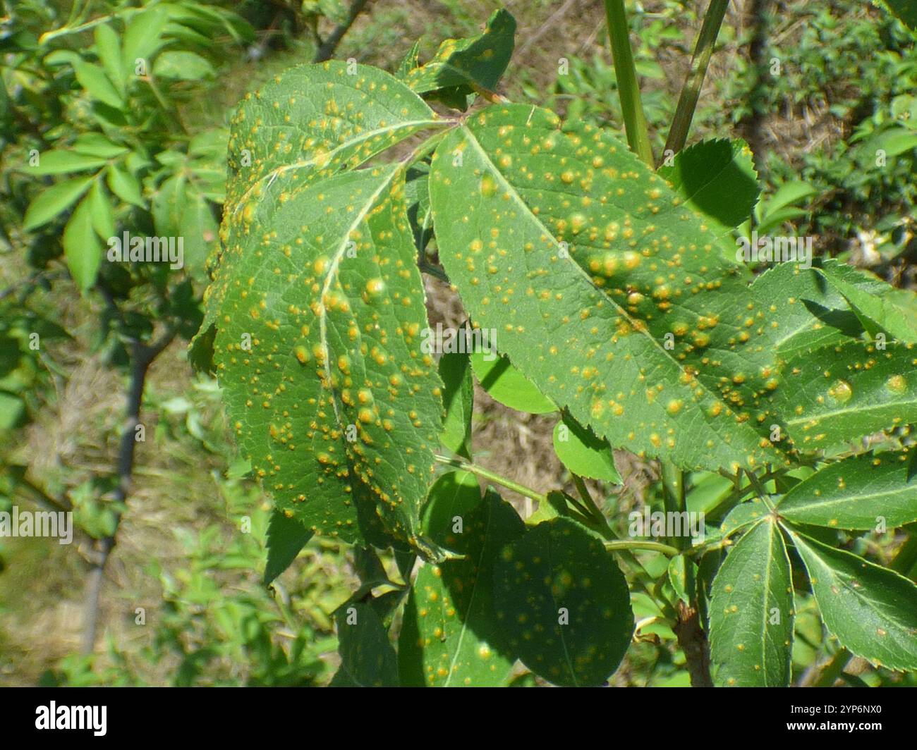 Elderberry Rust (Puccinia sambuci Stock Photo - Alamy