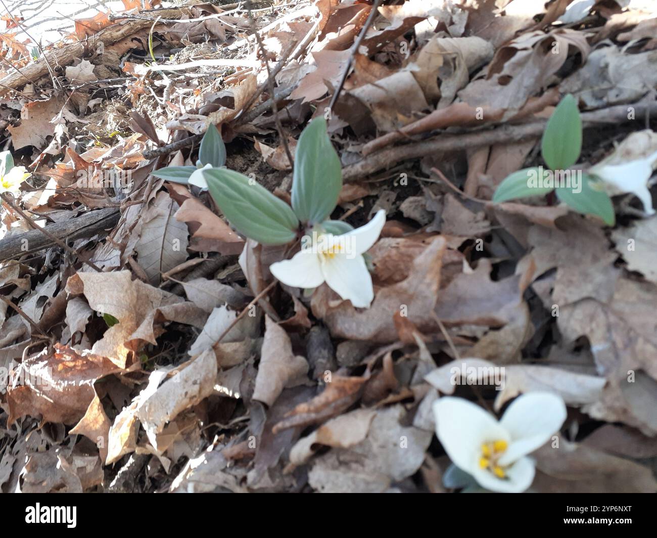 snow trillium (Trillium nivale Stock Photo - Alamy