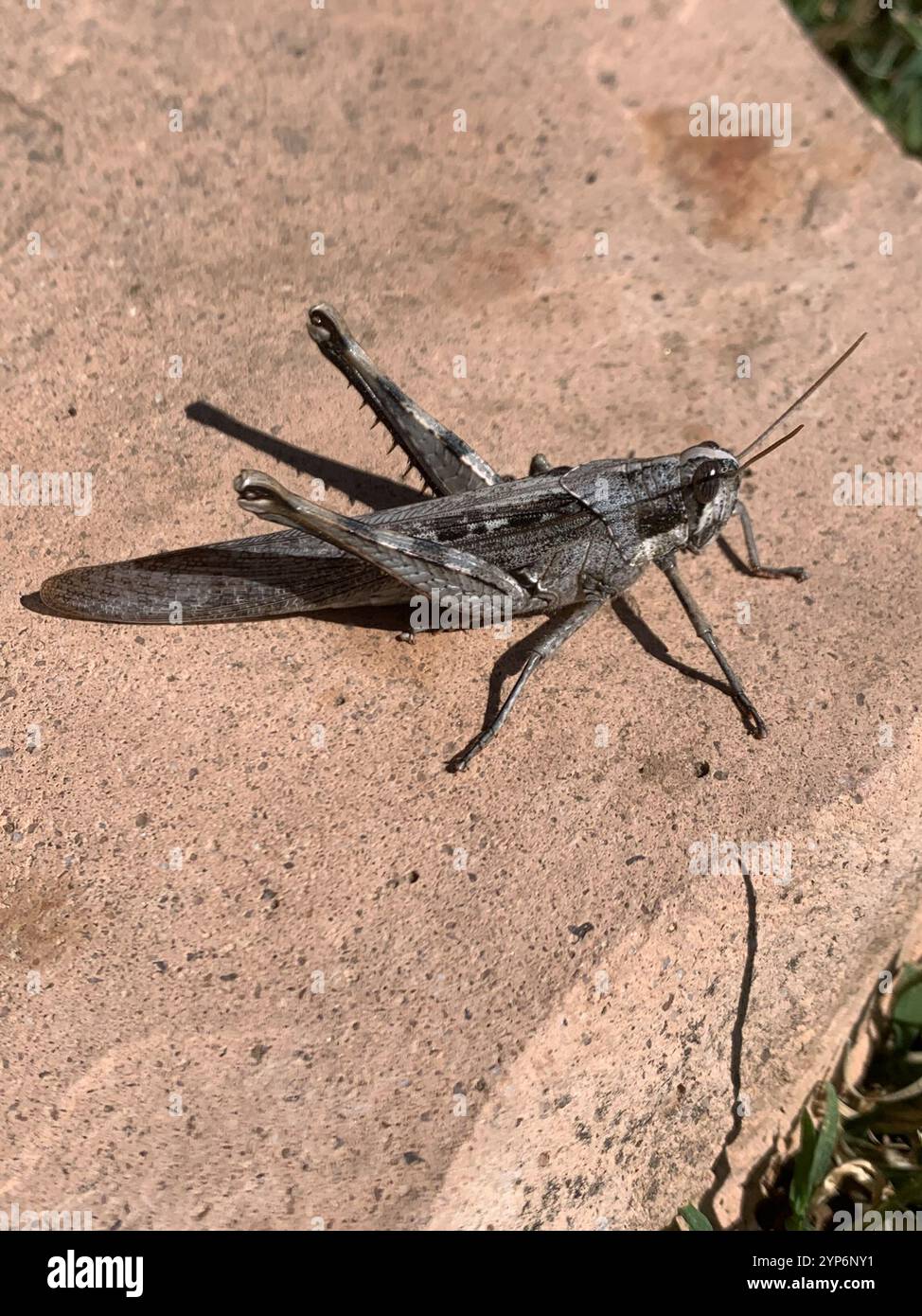 Gray Bird Grasshopper Schistocerca Nitens Stock Photo Alamy