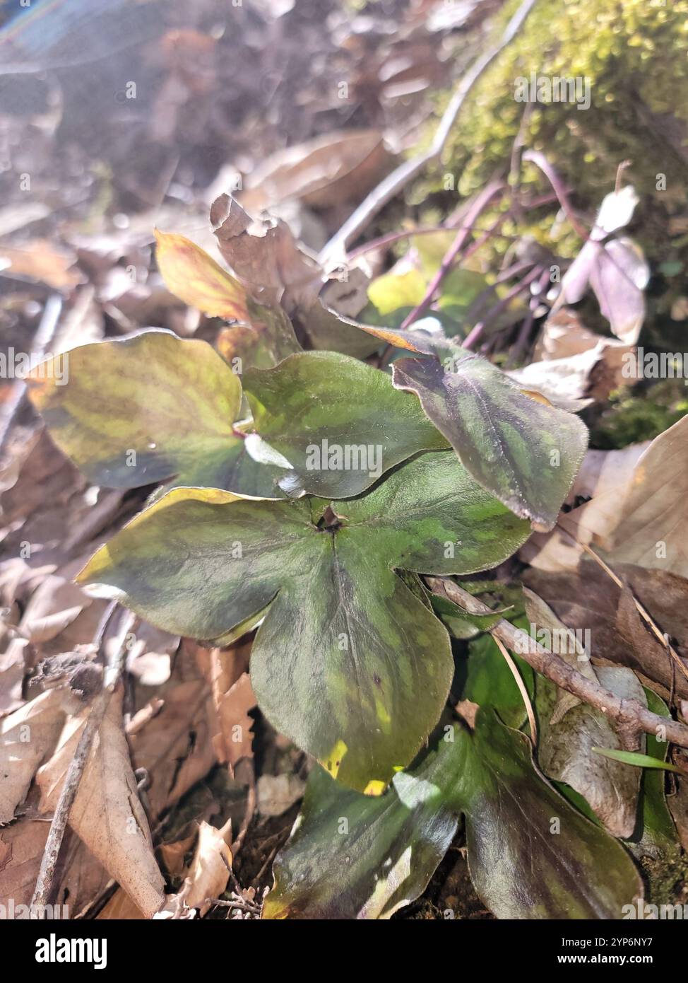 sharp-lobed hepatica (Hepatica acutiloba Stock Photo - Alamy