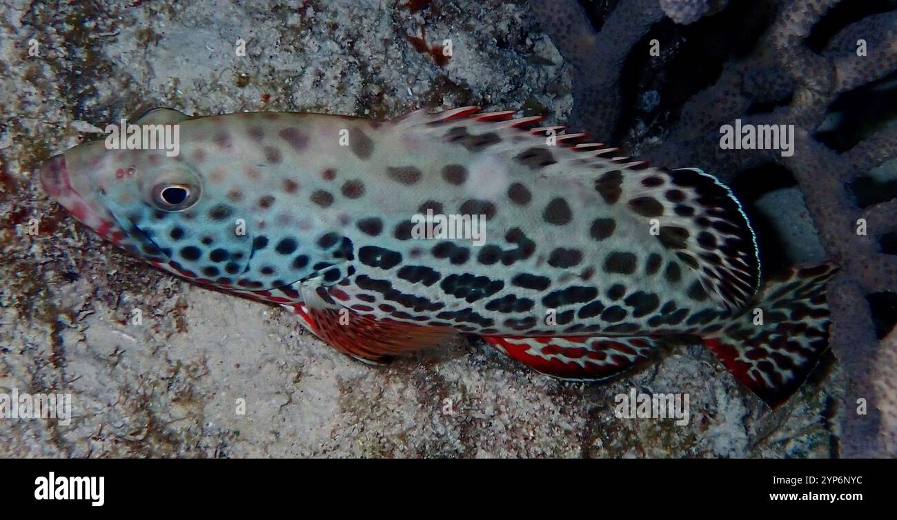 Yellowfin Grouper (Mycteroperca venenosa Stock Photo - Alamy