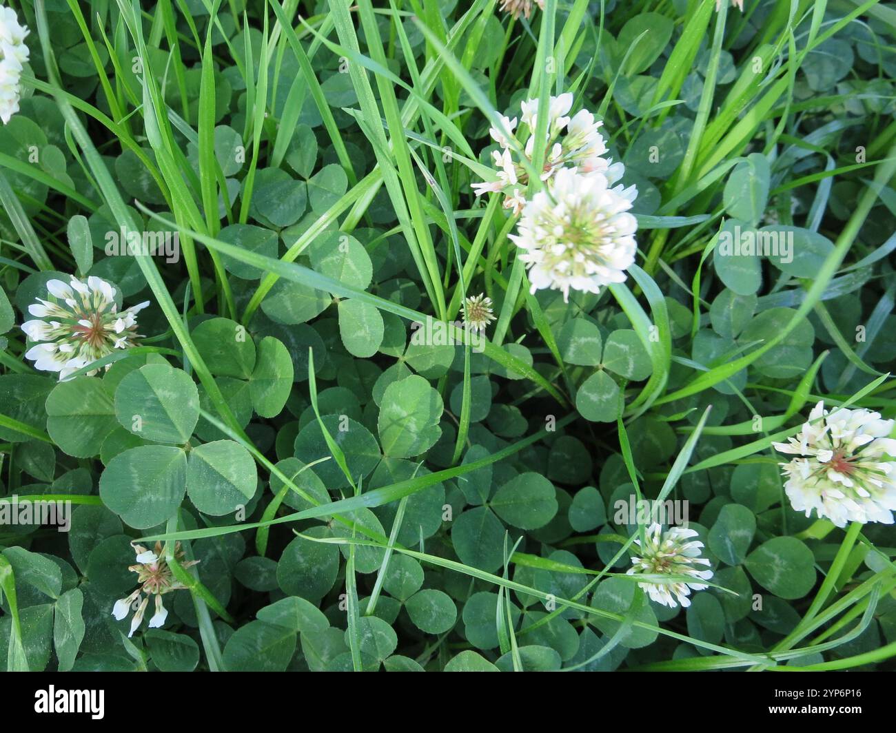 white clover (Trifolium repens Stock Photo - Alamy