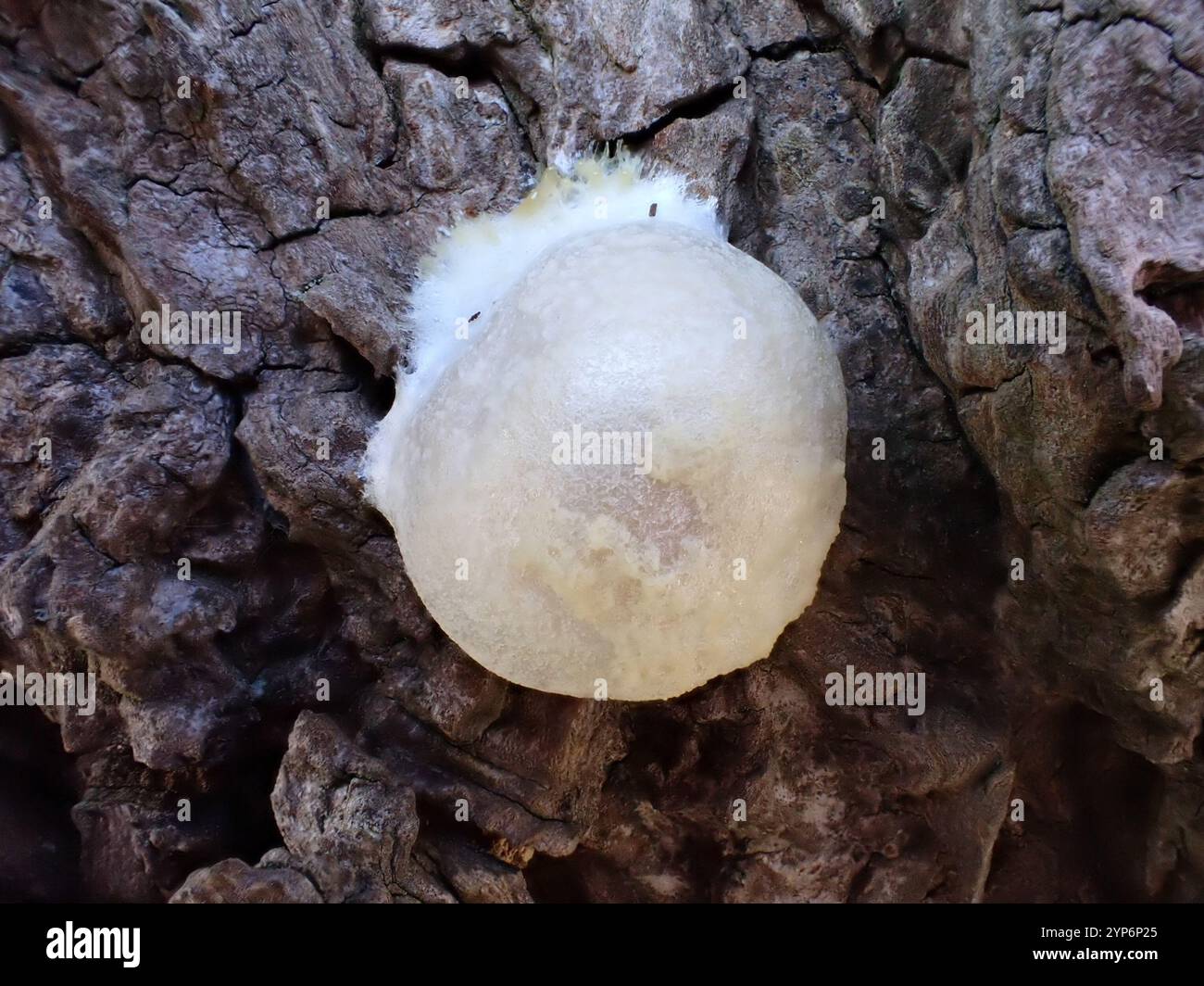 False Puffball (Reticularia lycoperdon Stock Photo - Alamy