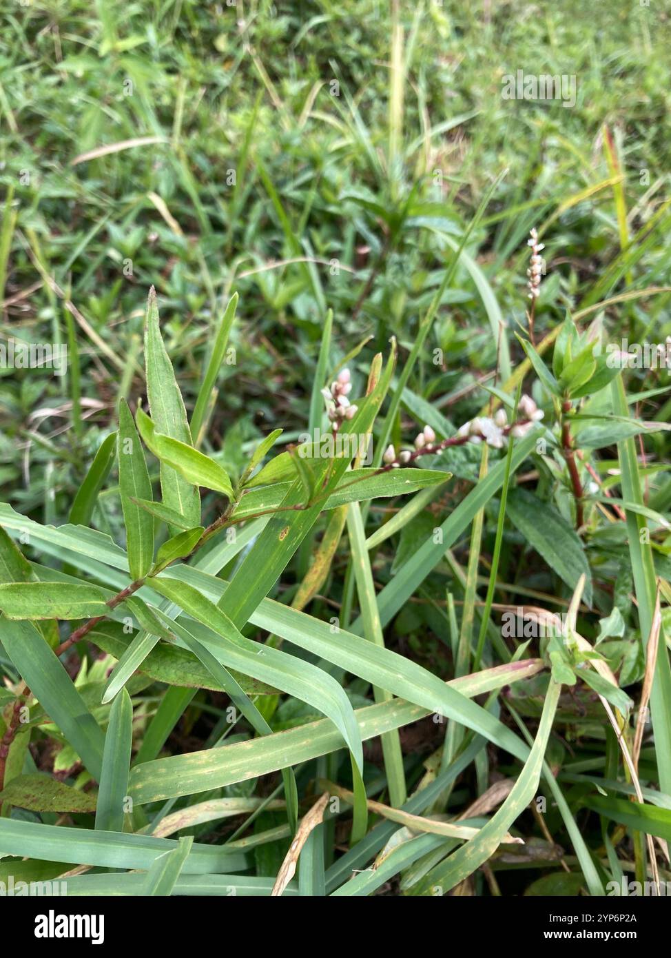 swamp smartweed (Persicaria hydropiperoides Stock Photo - Alamy