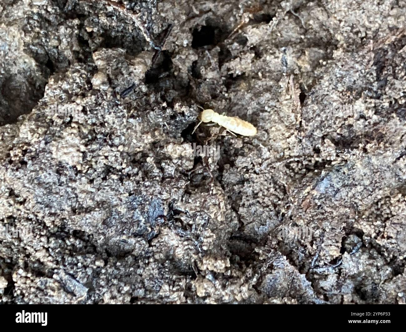 Eastern Subterranean Termite (Reticulitermes flavipes Stock Photo - Alamy
