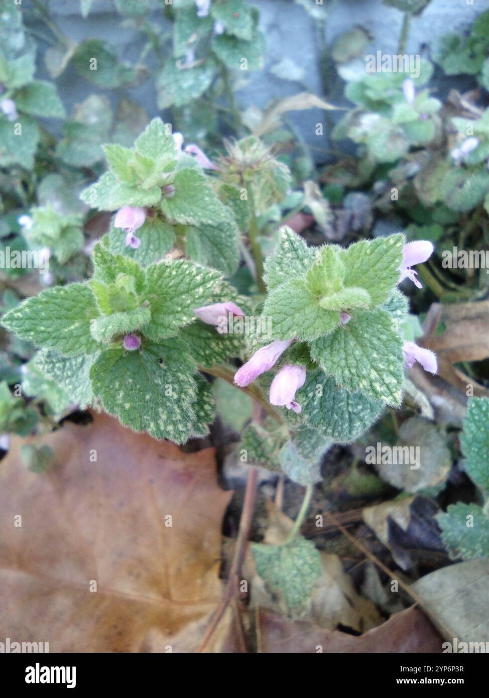 red deadnettle (Lamium purpureum Stock Photo - Alamy