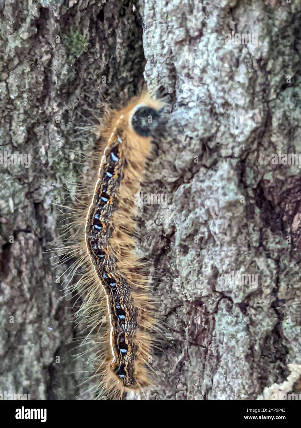 Eastern Tent Caterpillar Moth (Malacosoma americana Stock Photo - Alamy