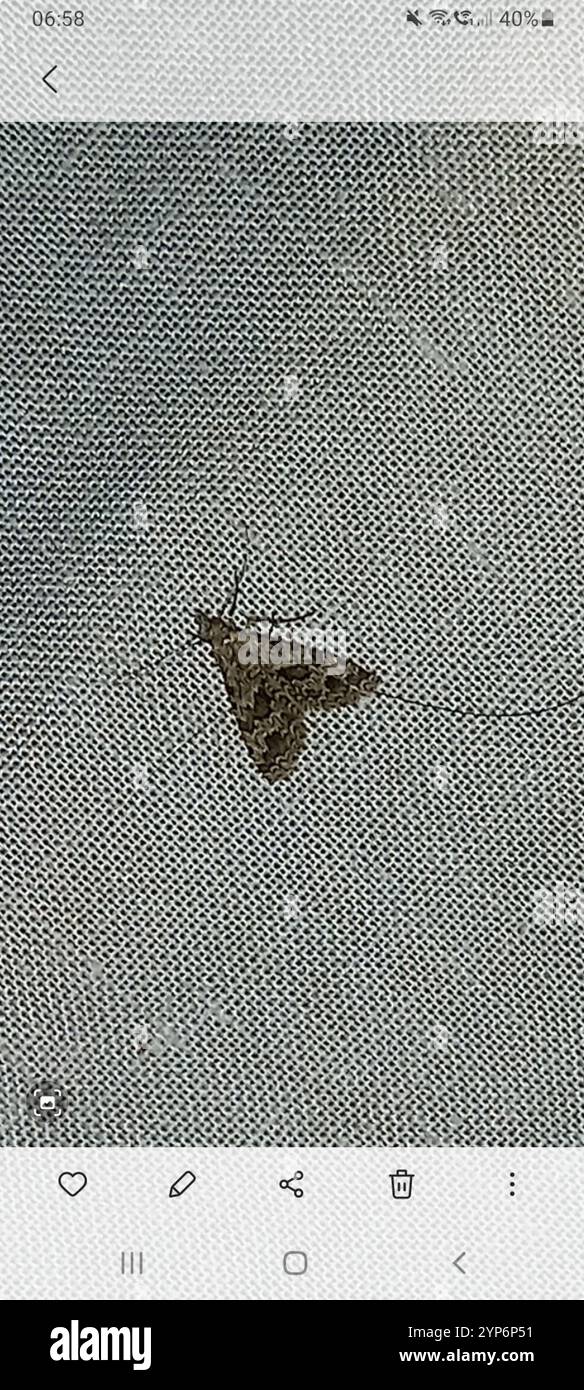 Twenty-plume Moth (Alucita hexadactyla Stock Photo - Alamy