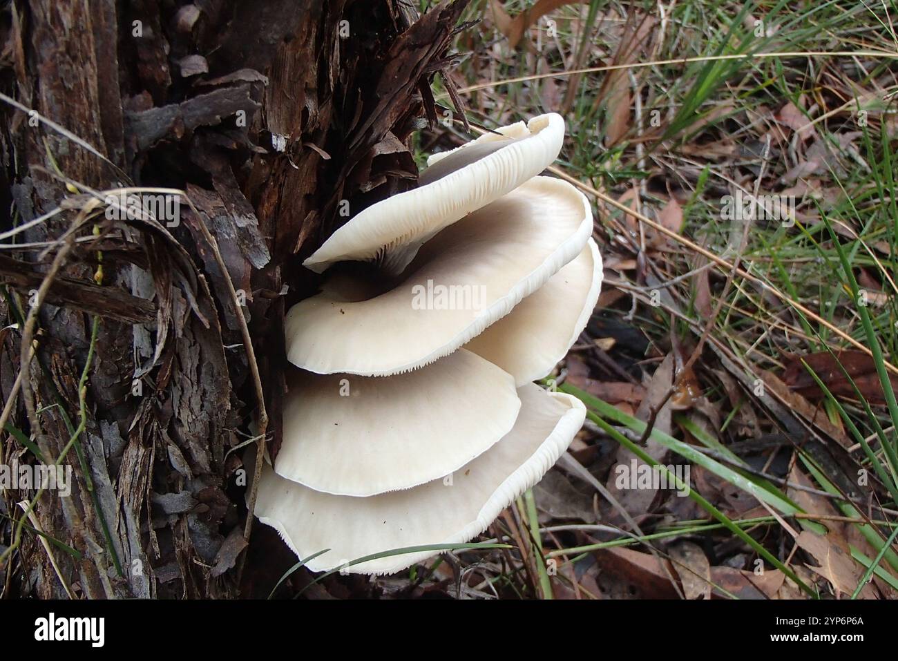 ghost fungus (Omphalotus nidiformis Stock Photo - Alamy