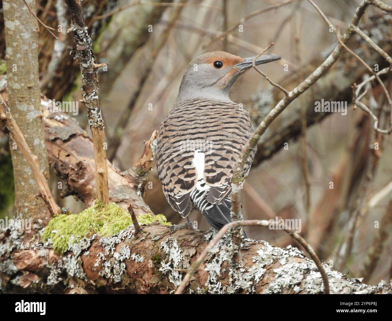 Northern Flicker (Colaptes auratus Stock Photo - Alamy