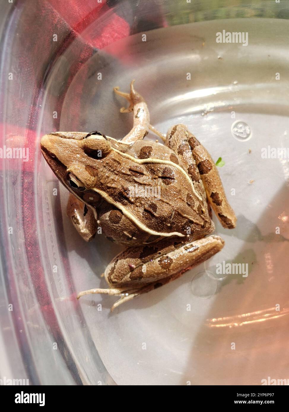 Coastal Plains Leopard Frog (Lithobates sphenocephalus utricularius ...