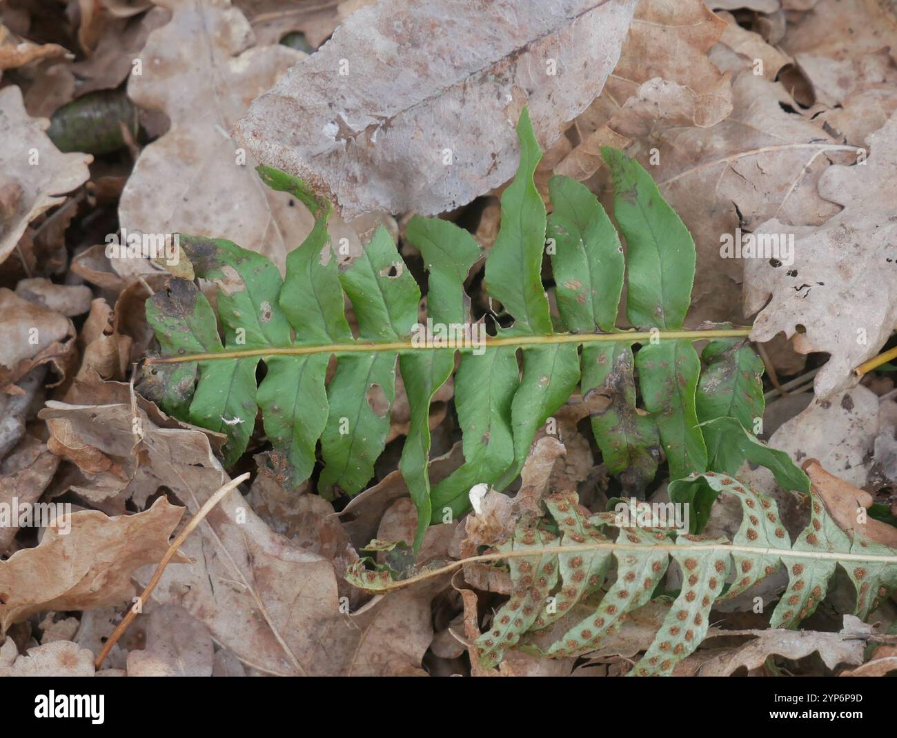 common polypody (Polypodium vulgare Stock Photo - Alamy