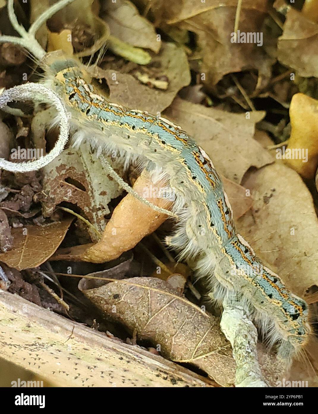 Forest Tent Caterpillar Moth (Malacosoma disstria Stock Photo - Alamy