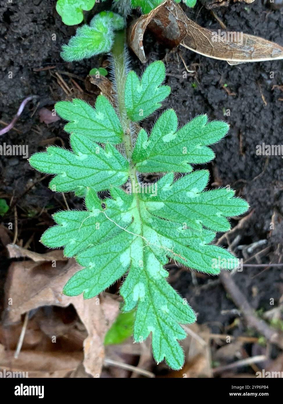 Hydrophyllum occidentale hi-res stock photography and images - Alamy